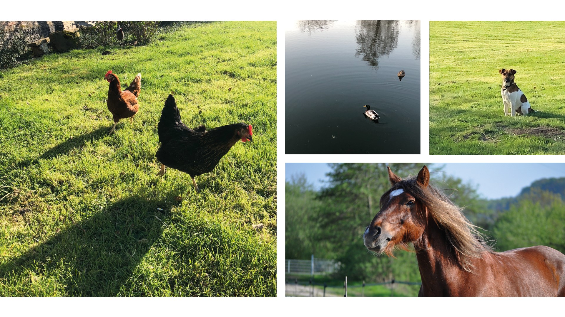 LES ANIMAUX - LieuDieu, Domaine de campagne en Baie de Somme